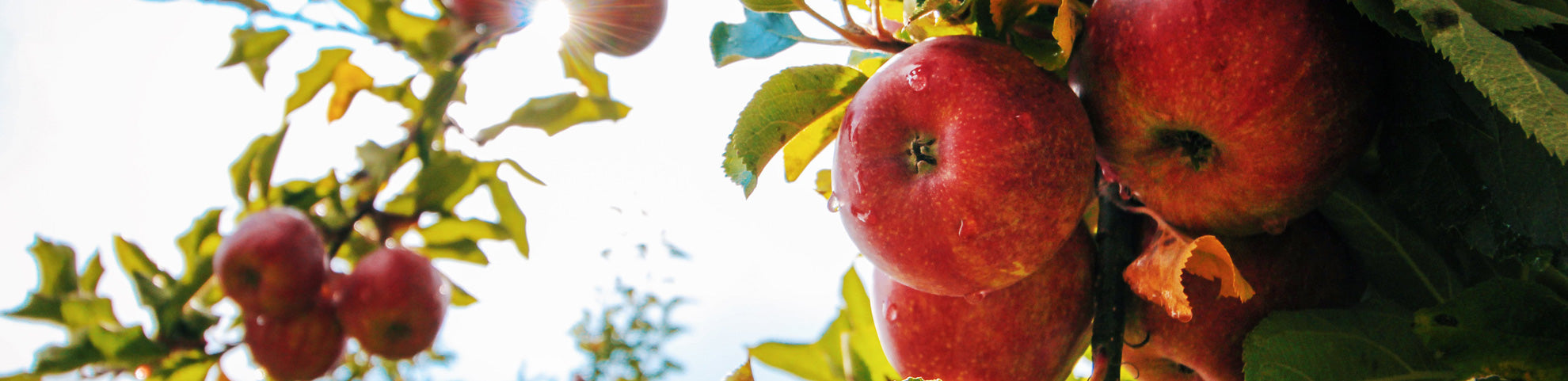Fruit Trees – Spring Green Nurseries