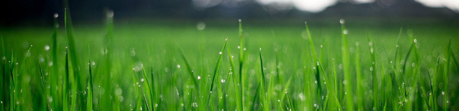 Lawn Care – Spring Green Nurseries