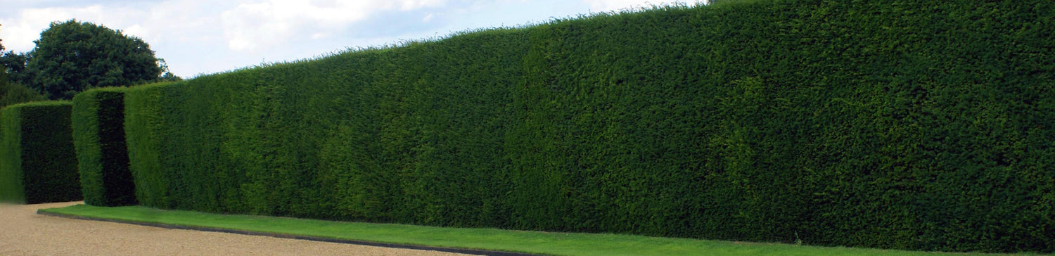 Hedging – Spring Green Nurseries