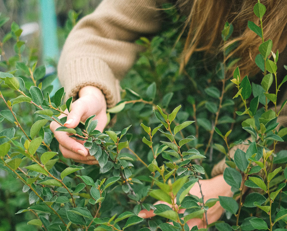 Spring Green Nurseries