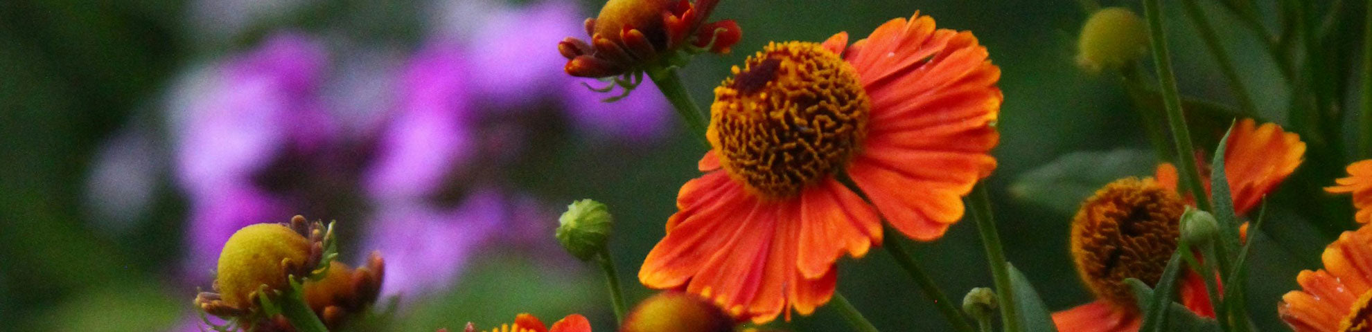 Perennials – Spring Green Nurseries