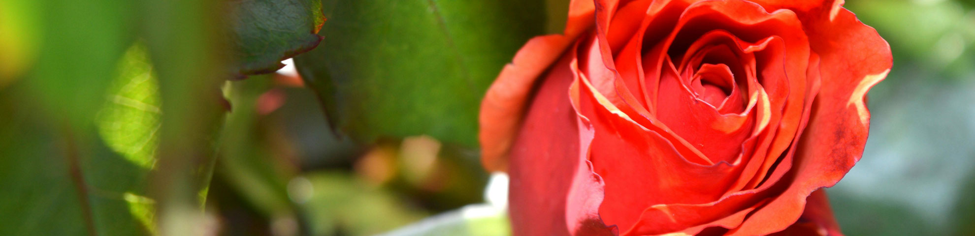 Roses – Spring Green Nurseries