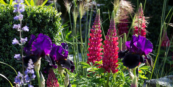 Spring Green Nurseries