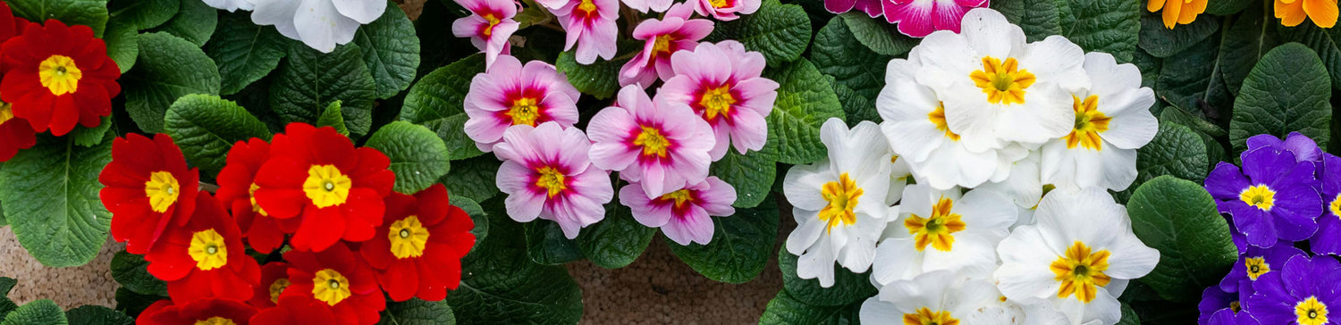 Winter Plants – Spring Green Nurseries